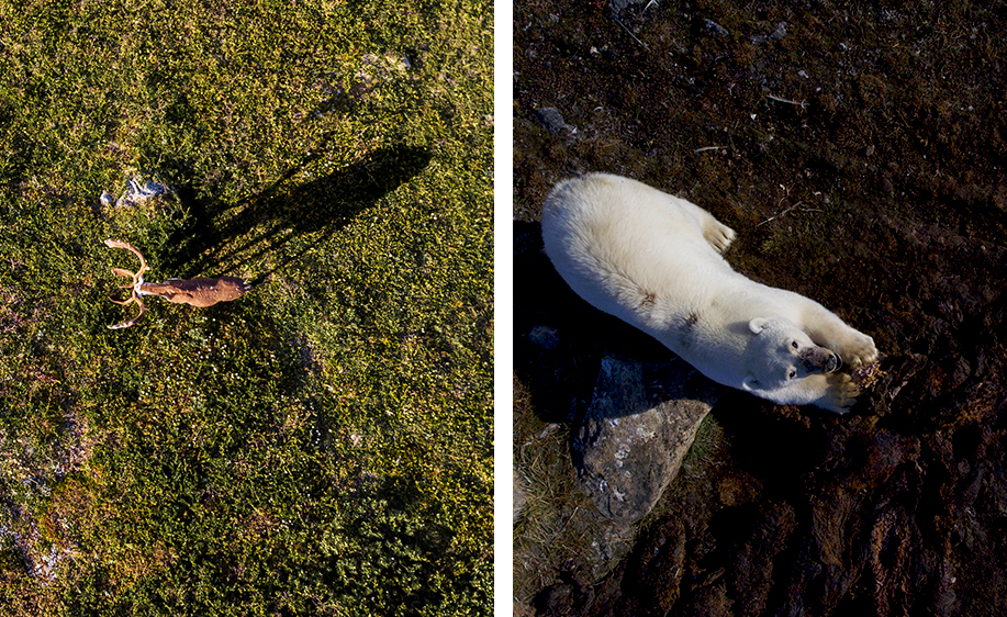 Watching Arctic Animals Hunt from Above
